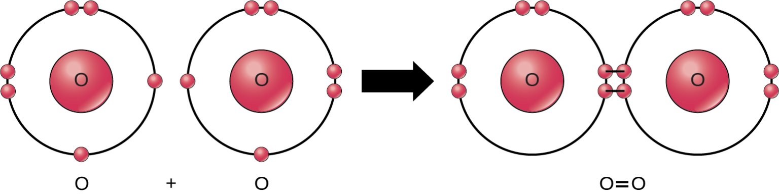 2.1 Atoms, Isotopes, Ions, and Molecules: The Building Blocks ...