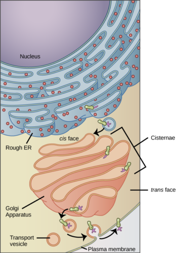 3.4 The Endomembrane System – Introduction to Biology