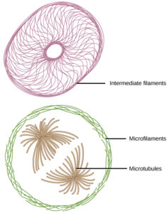 3.5 The Cytoskeleton – Introduction to Biology