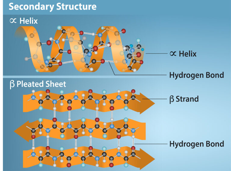 4.3 Proteins – Introduction to Biology