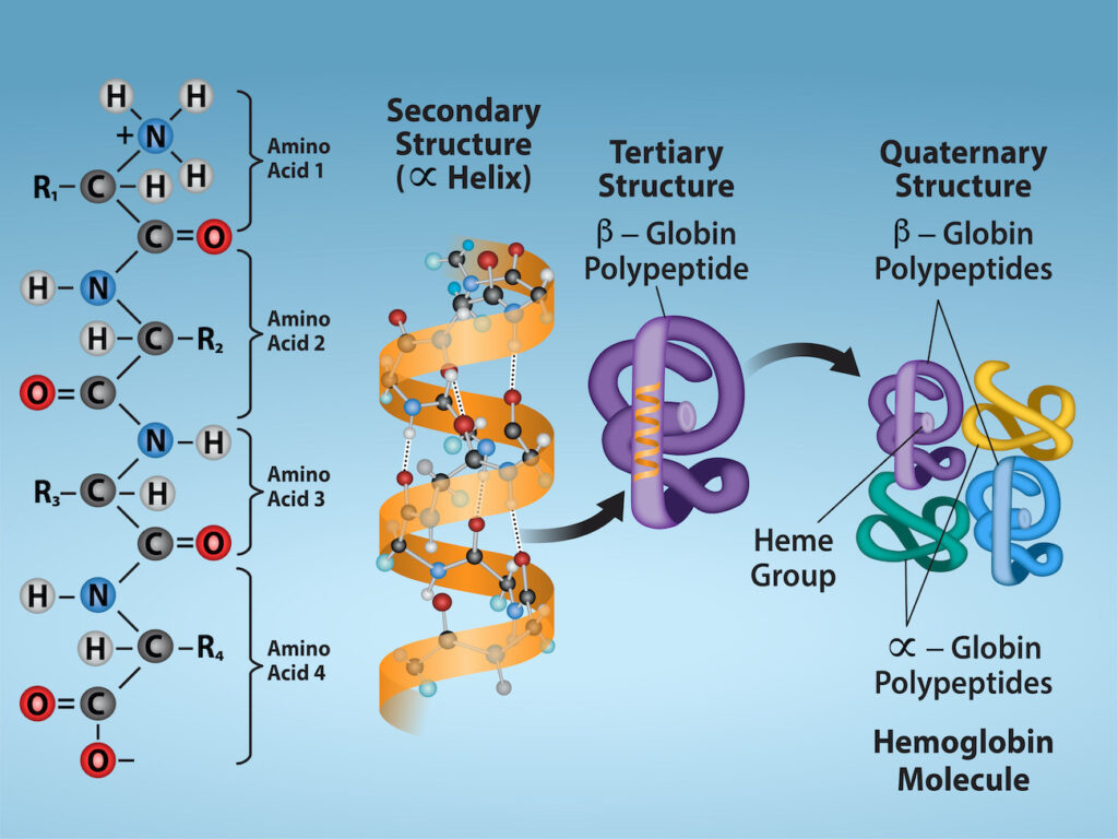 4.3 Proteins – Introduction to Biology
