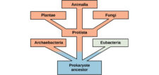 Unit 3: Topic 1.2 Metabolic Pathways – Open Introduction to Biology