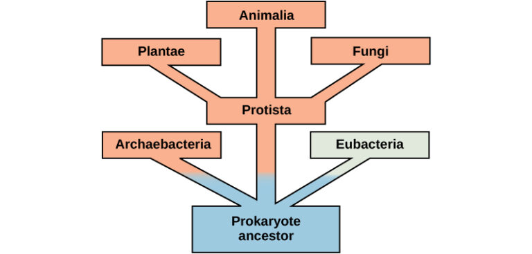 5.2 Metabolic Pathways – Introduction to Biology