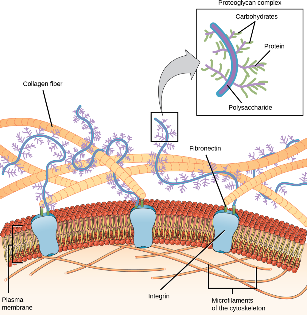 3.6 Connections Between Cells – Introduction to Biology