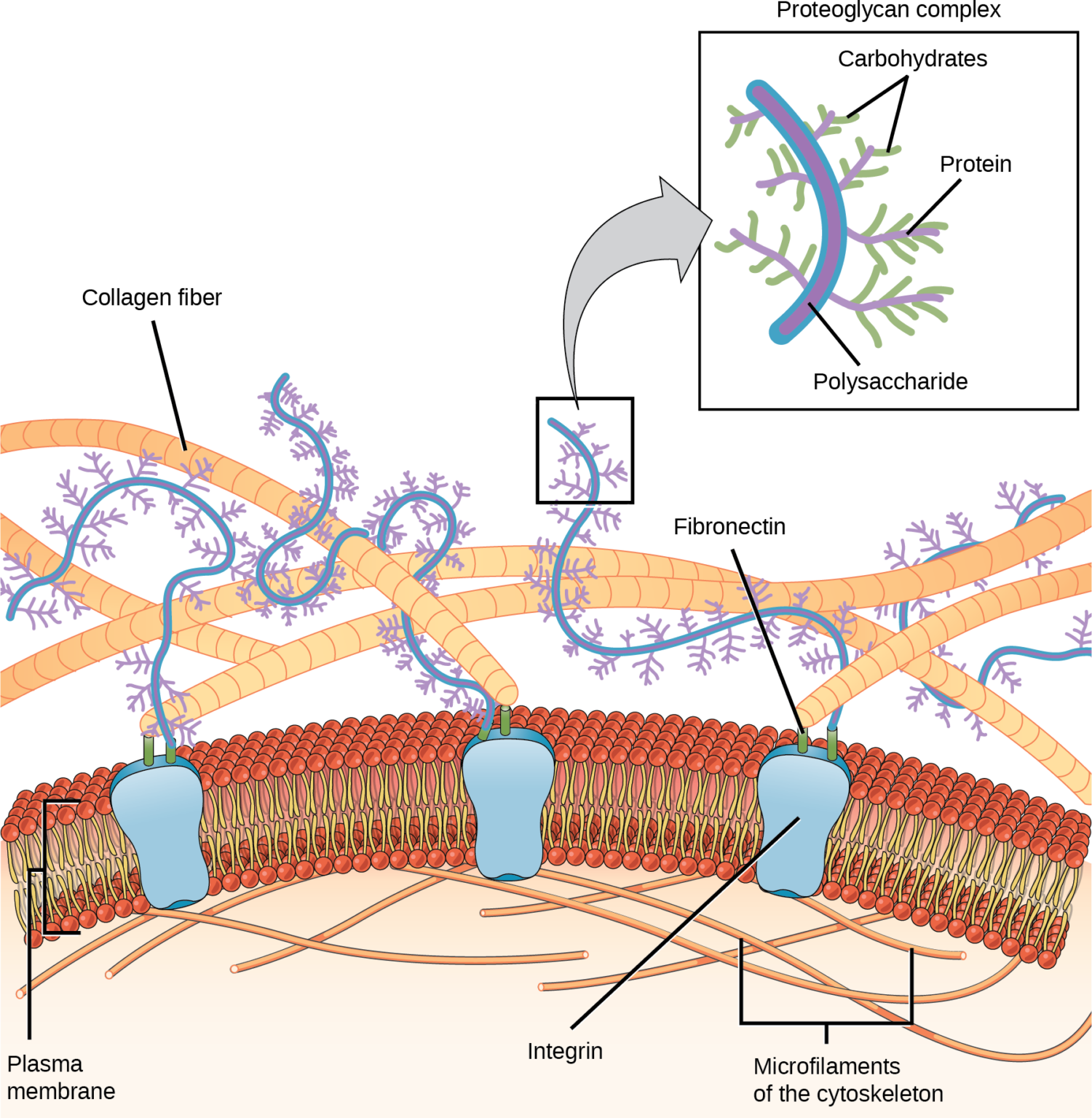 3.6 Connections Between Cells – Introduction to Biology