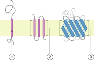 7.1 The Plasma Membrane Components and Structure – Introduction to Biology