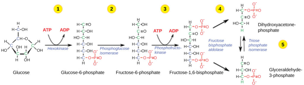 5.3 ATP and Glycolysis – Introduction to Biology