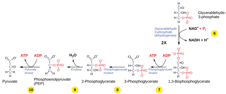 5.3 ATP and Glycolysis – Introduction to Biology