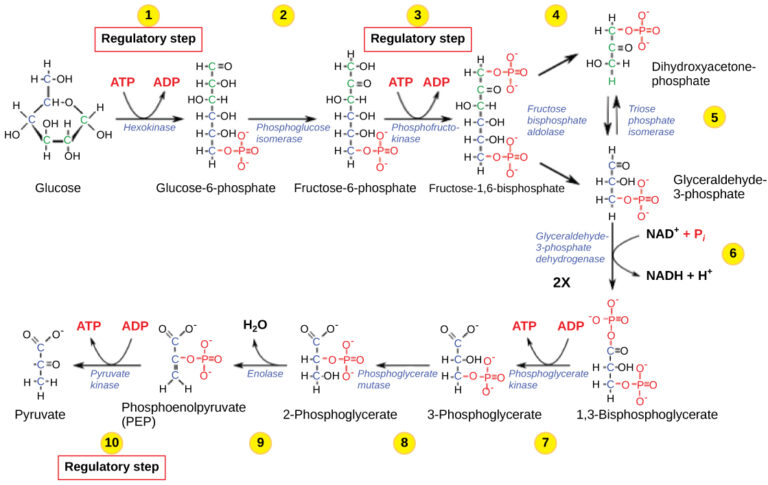 5.8 Regulation of Cellular Respiration – Introduction to Biology