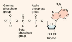 5.3 ATP and Glycolysis – Introduction to Biology