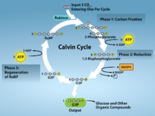 6.3 The Light-Independent Reactions of Photosynthesis: The Calvin Cycle ...